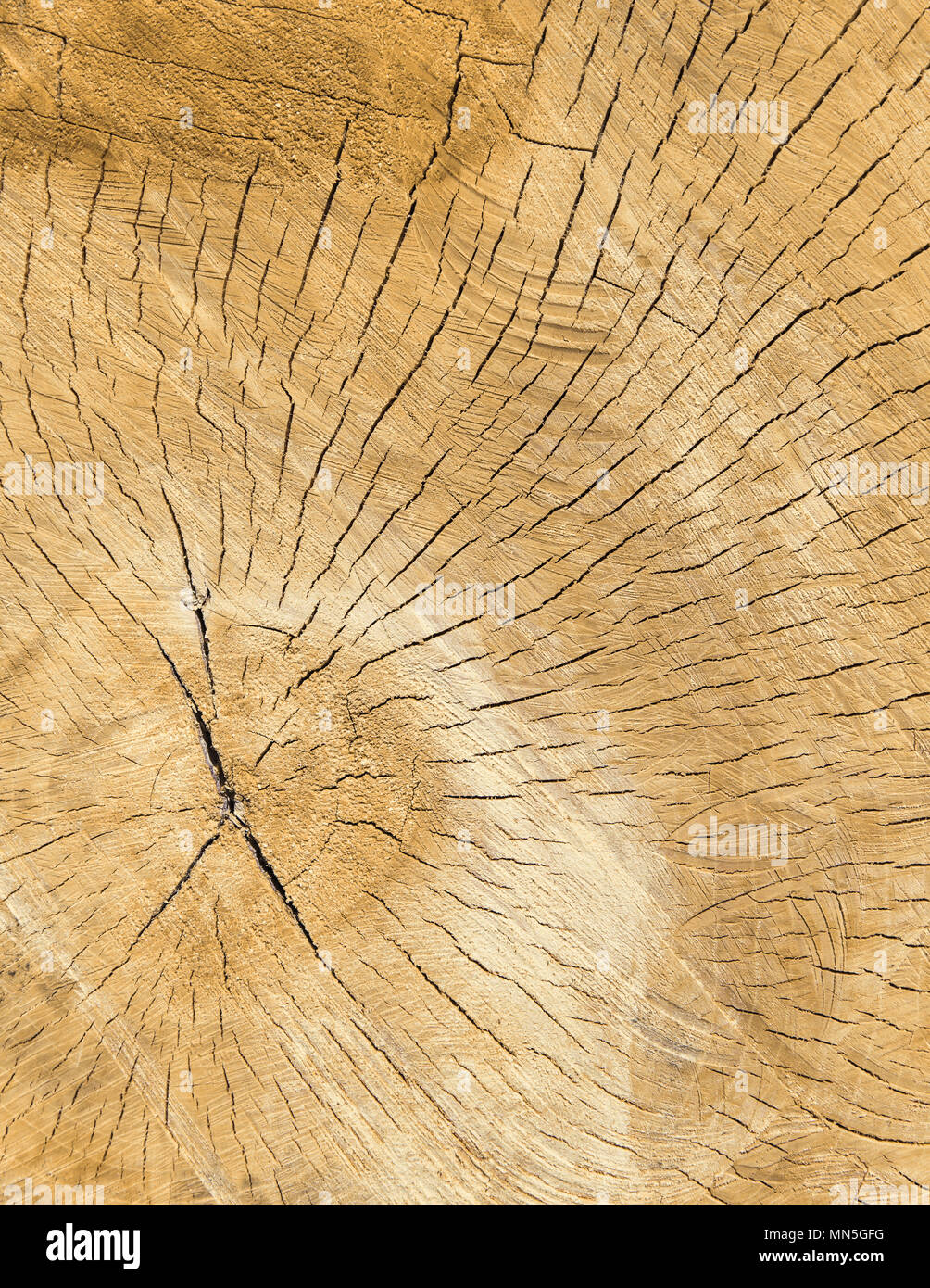 Wooden cut texture Stock Photo - Alamy