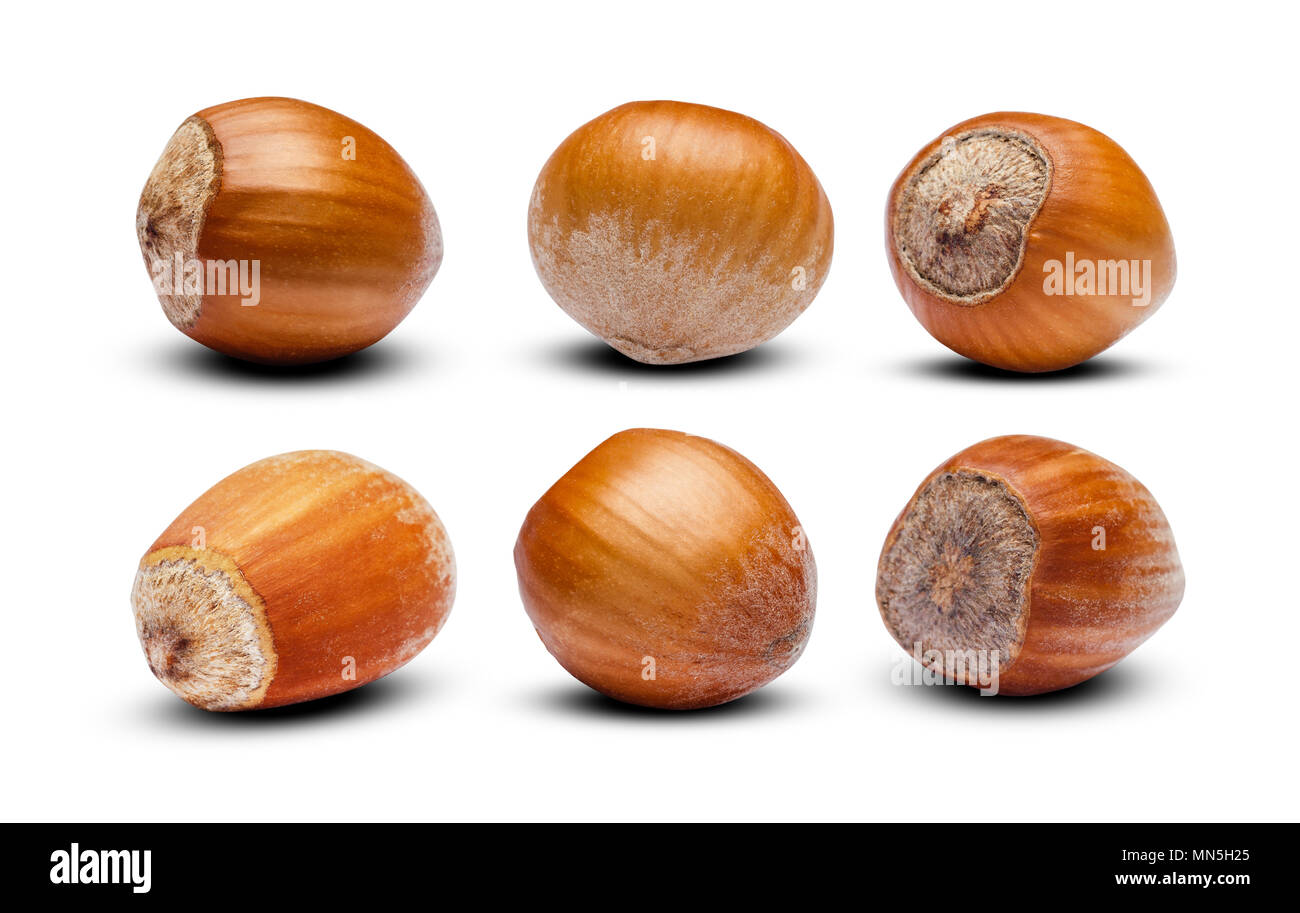 Hazelnut set hi-res stock photography and images - Alamy