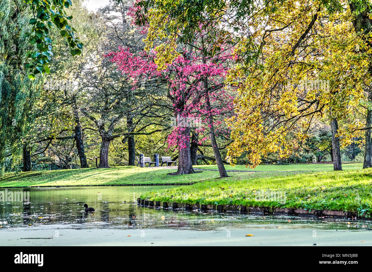 Trees with different colors hi-res stock photography and images - Alamy