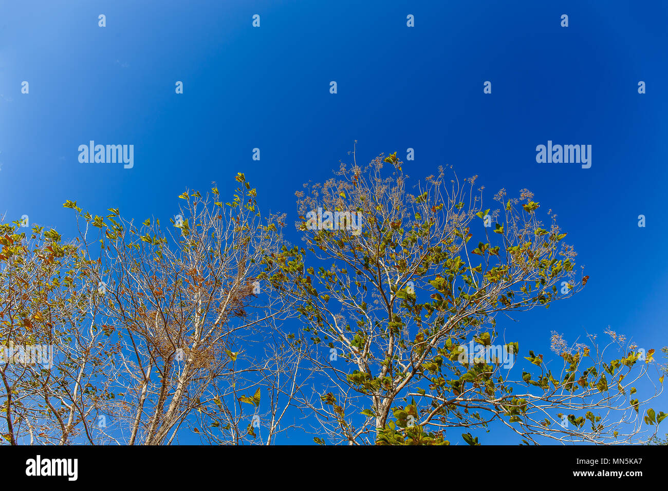 Tree against the sky background Stock Photo - Alamy