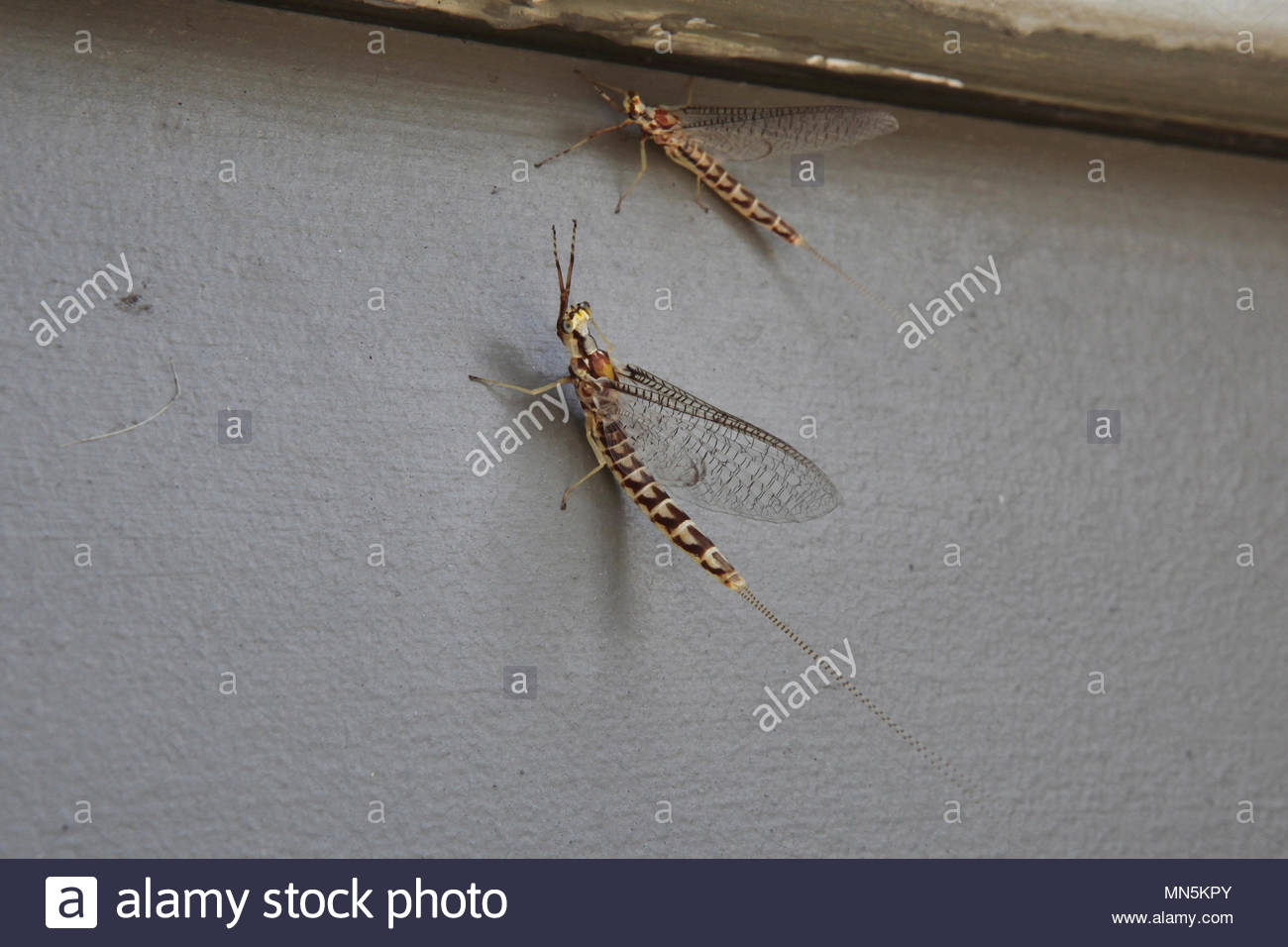 Brief Lifespan High Resolution Stock Photography and Images - Alamy