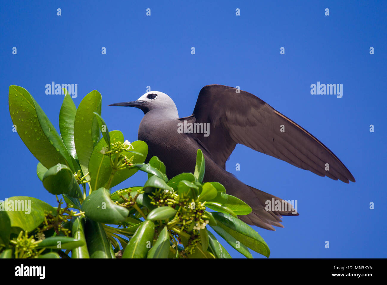 Lesser Noddy (Anous tenuirostris) on Cousin, Seychelles Stock Photo - Alamy