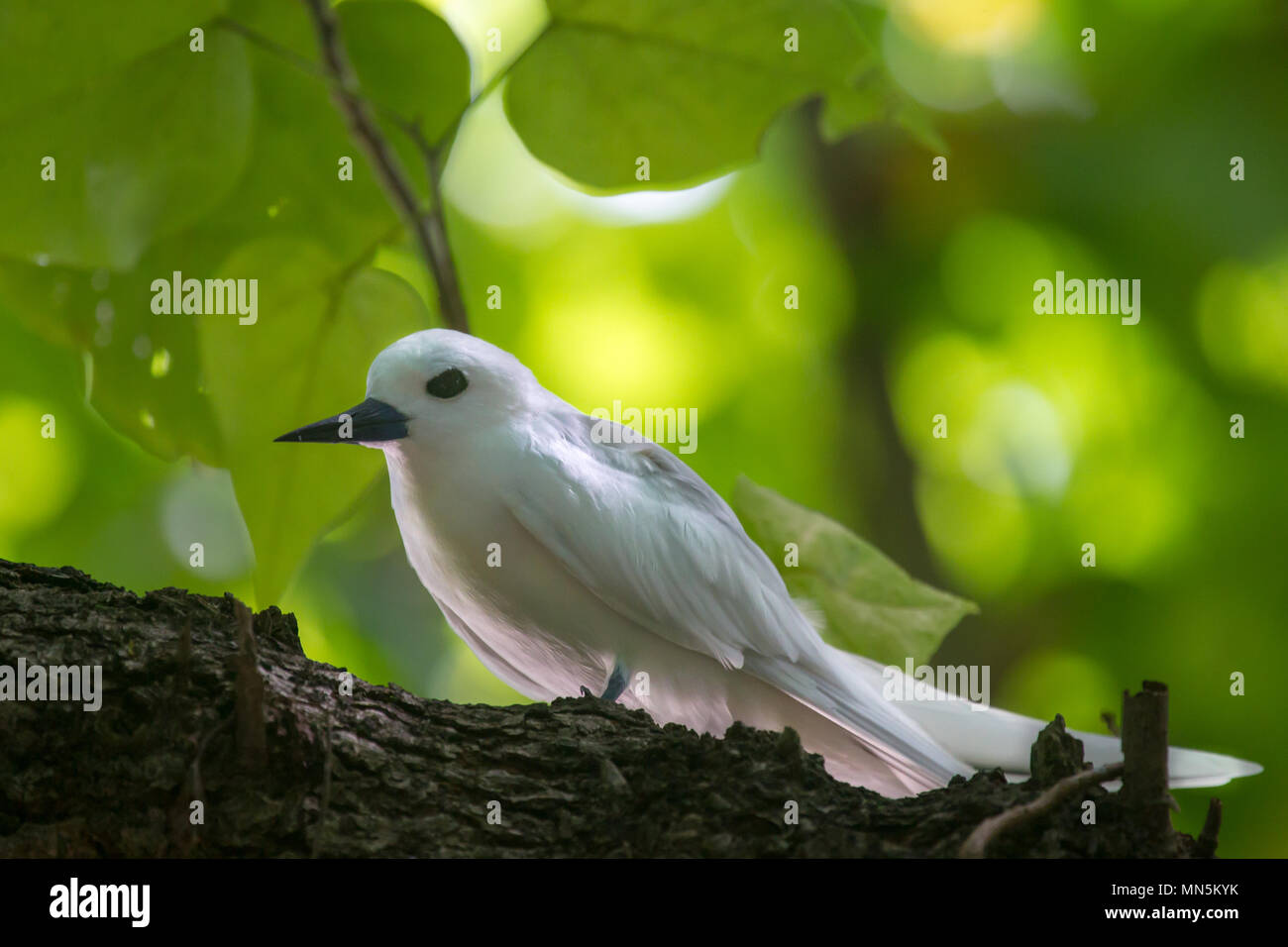 White Tern (Gygis alba) on Cousin, Seychelles Stock Photo - Alamy