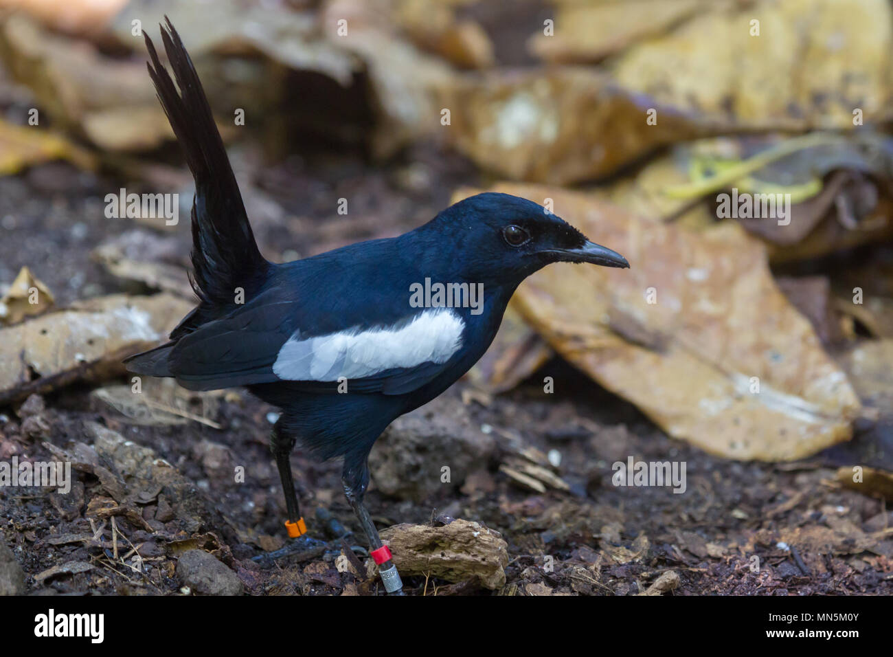 Magpie robin hi-res stock photography and images - Alamy