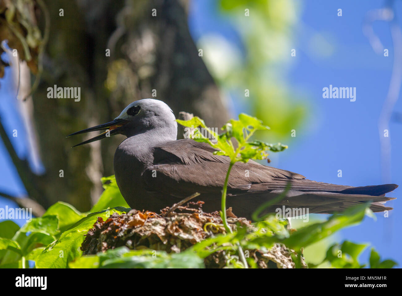 Lesser Noddy Anous Tenuirostris High Resolution Stock Photography and ...
