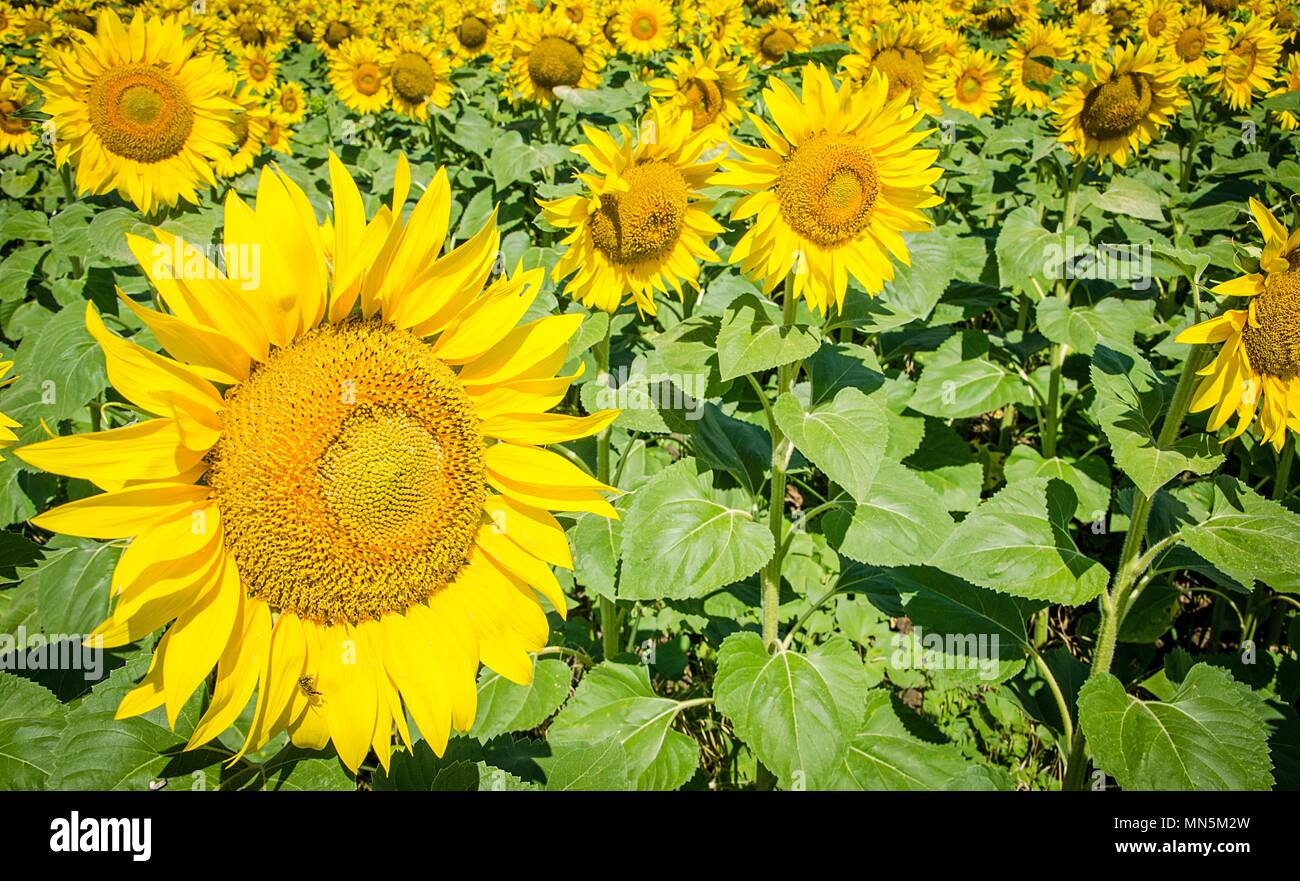 Sunflower_field hi-res stock photography and images - Alamy