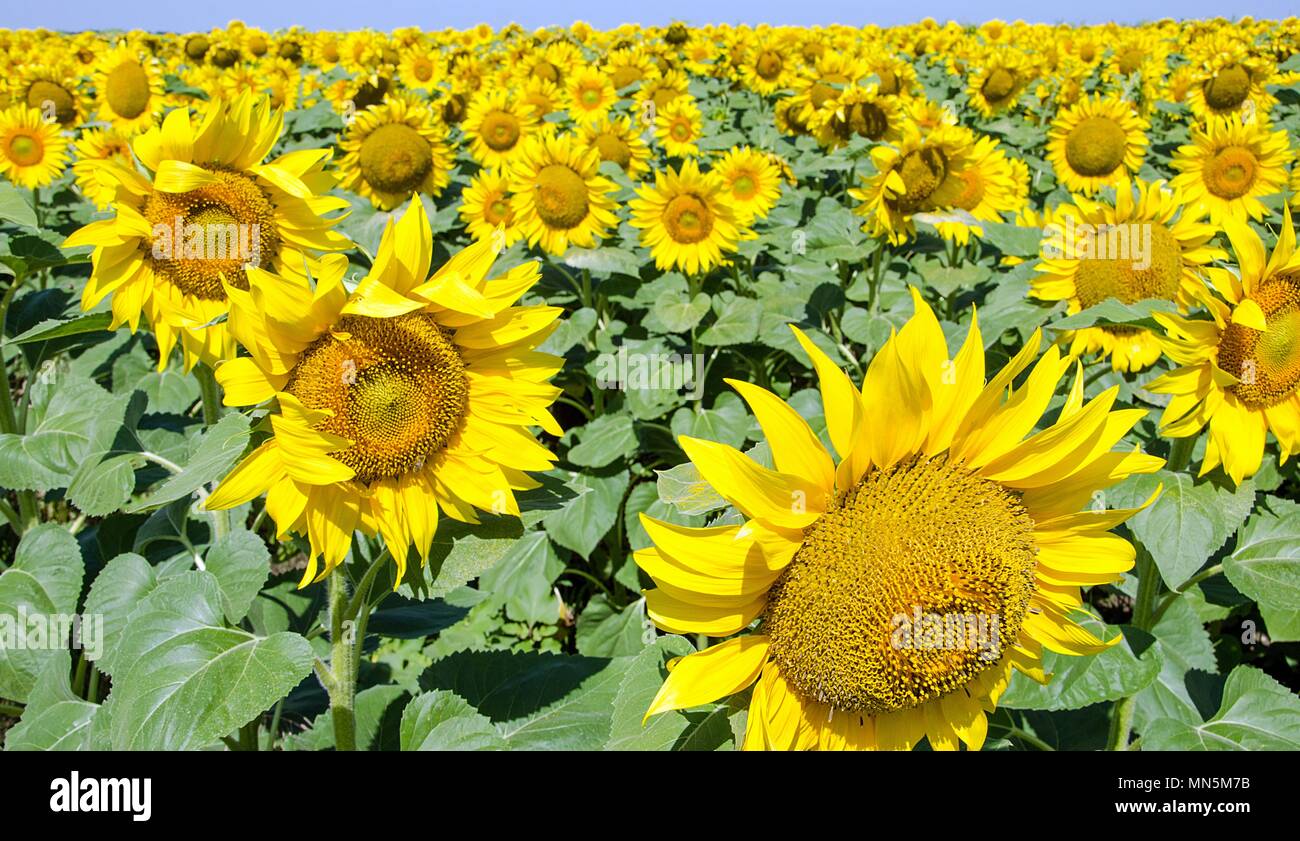 Sunflower_field hi-res stock photography and images - Alamy