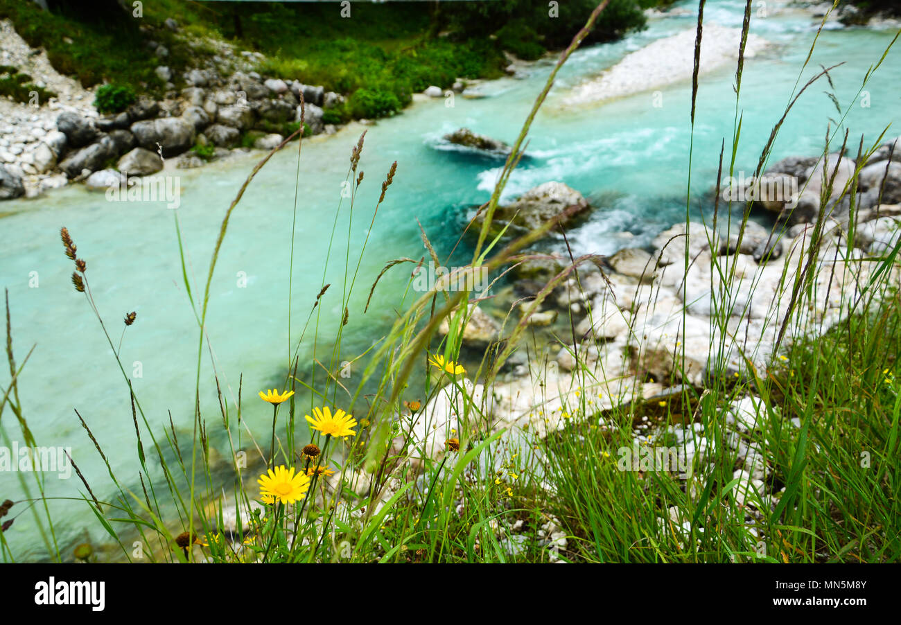 River Socha - natural cyan color Stock Photo - Alamy