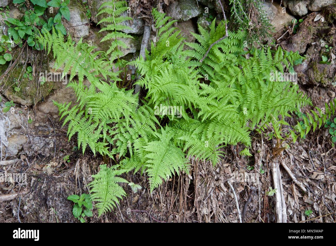 Groups of ferns in the mountains in the afternoon Stock Photo - Alamy