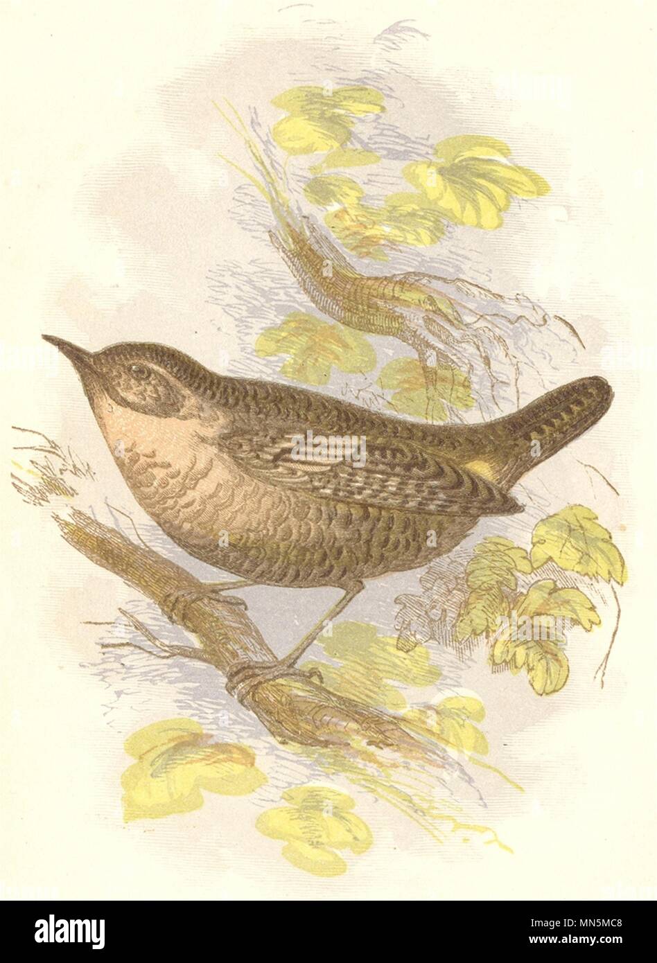 BIRDS. Songbirds . Wren (Anne Pratt, SPCK) 1857 old antique print ...