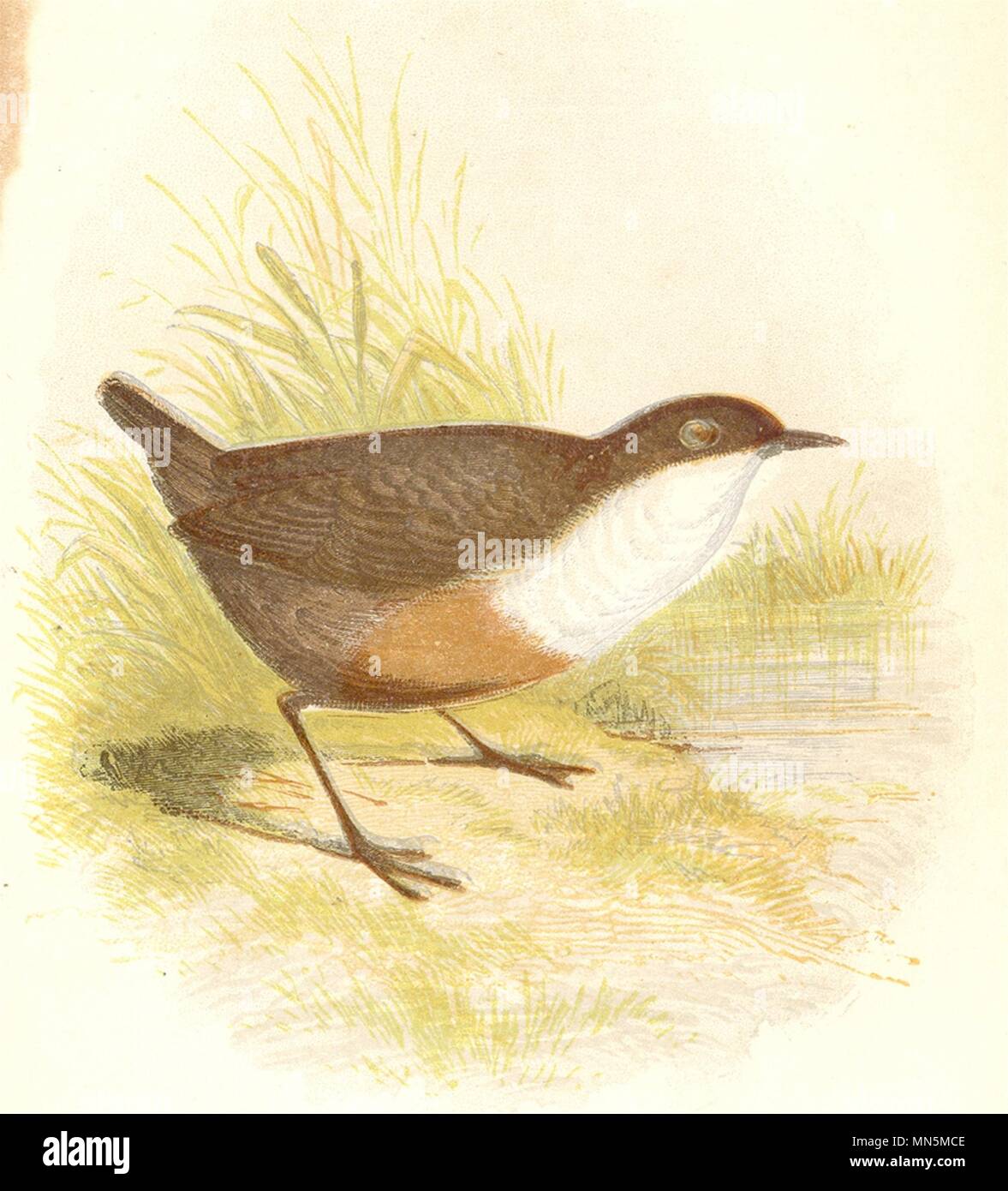 Water ouzel hi-res stock photography and images - Alamy