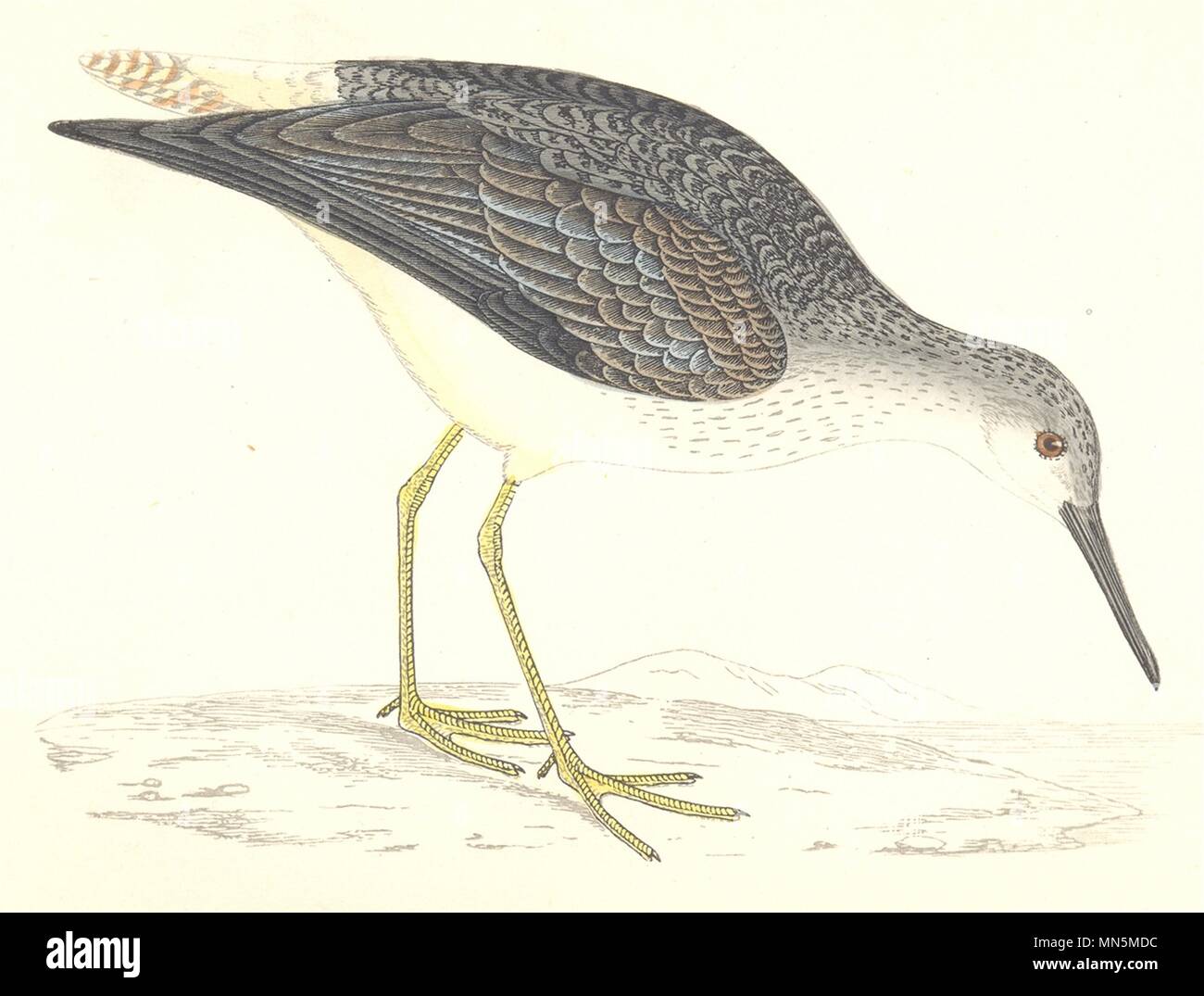 BIRDS. Yellow- Shanks (Morris) 1880 old antique vintage print picture ...