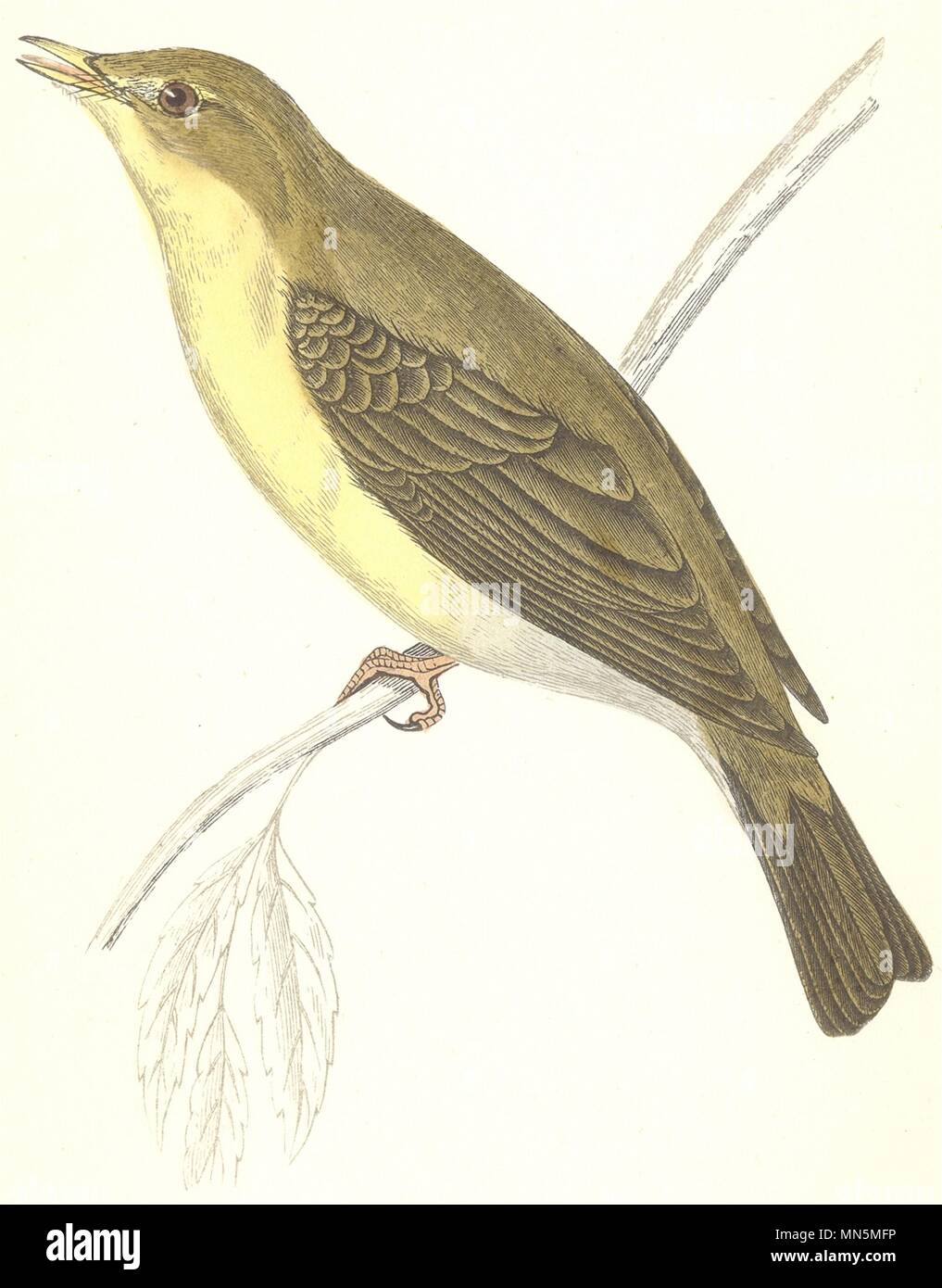 BIRDS. Melodious Willow Warbler (Morris) 1880 old antique print picture ...