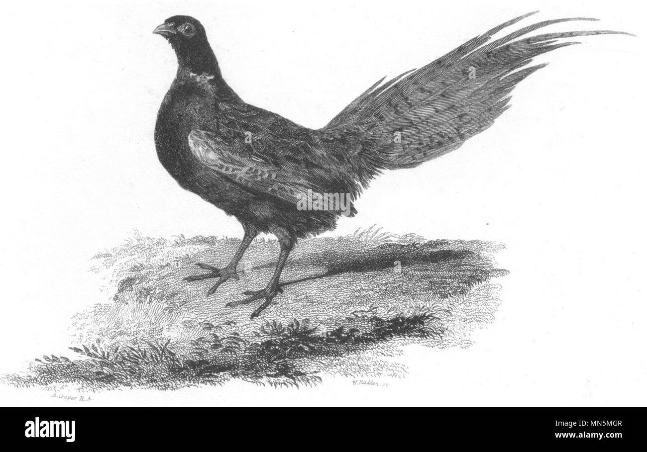 Pheasant picture Cut Out Stock Images & Pictures - Alamy