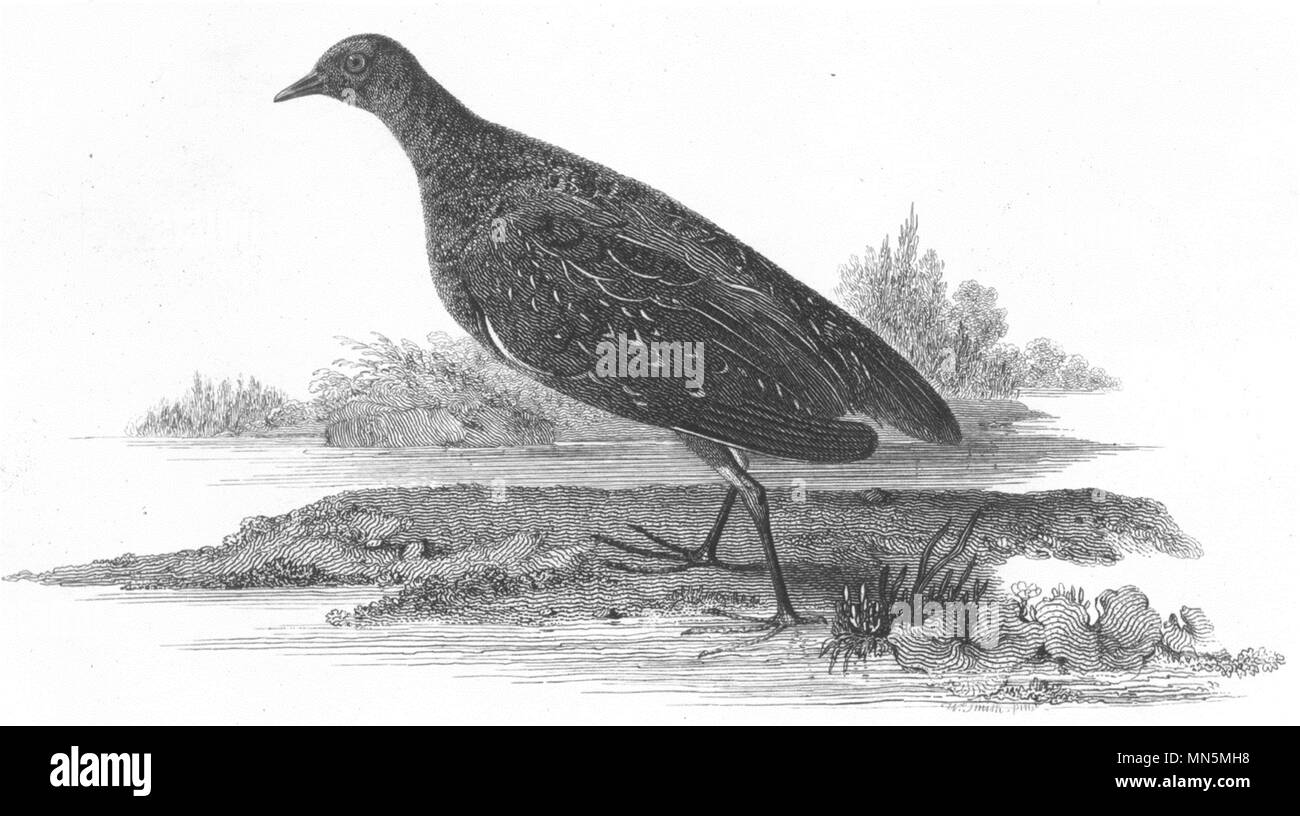 BIRDS. Water Crake. c1830 old antique vintage print picture Stock Photo ...