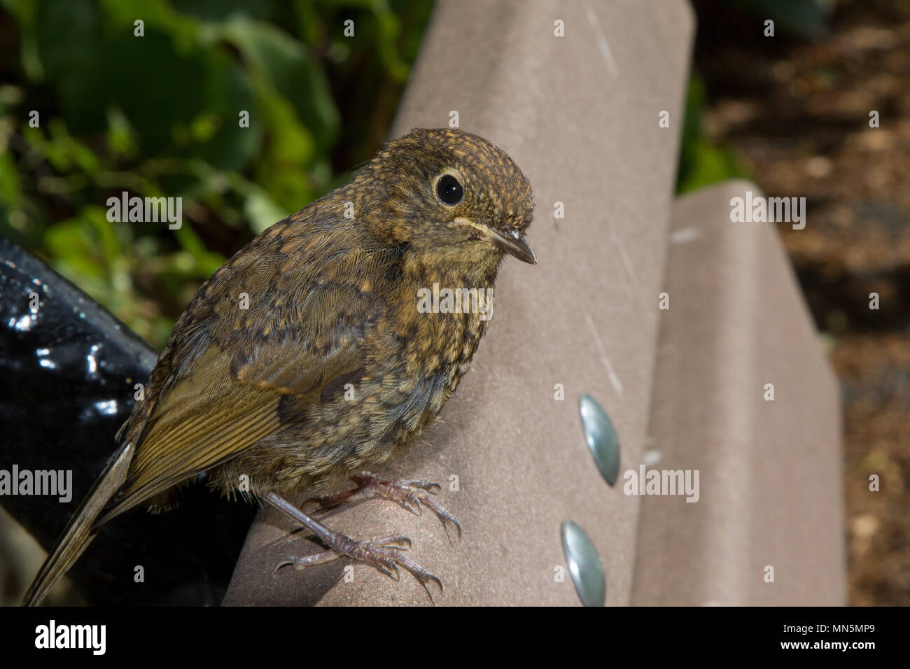 Juvenile Robin stood on a wooden seat Stock Photo - Alamy