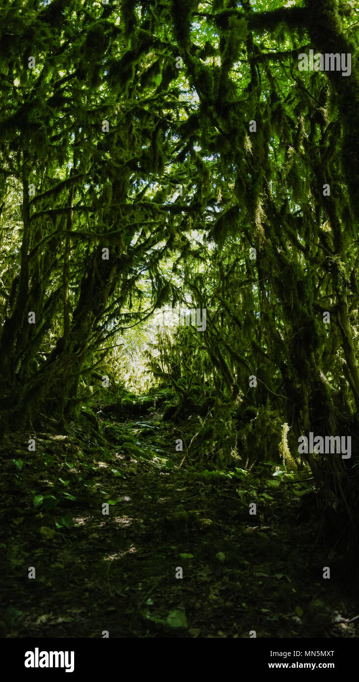 Panorama of Green canyon of Machara river, Abkhazia Stock Photo - Alamy