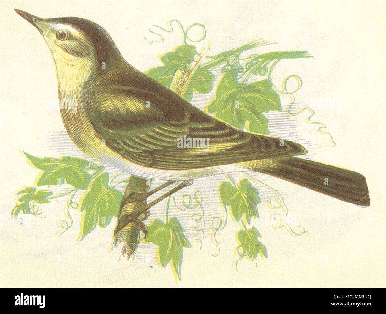 BIRDS. Chiff- Chaff (Anne Pratt) 1852 old antique vintage print picture ...