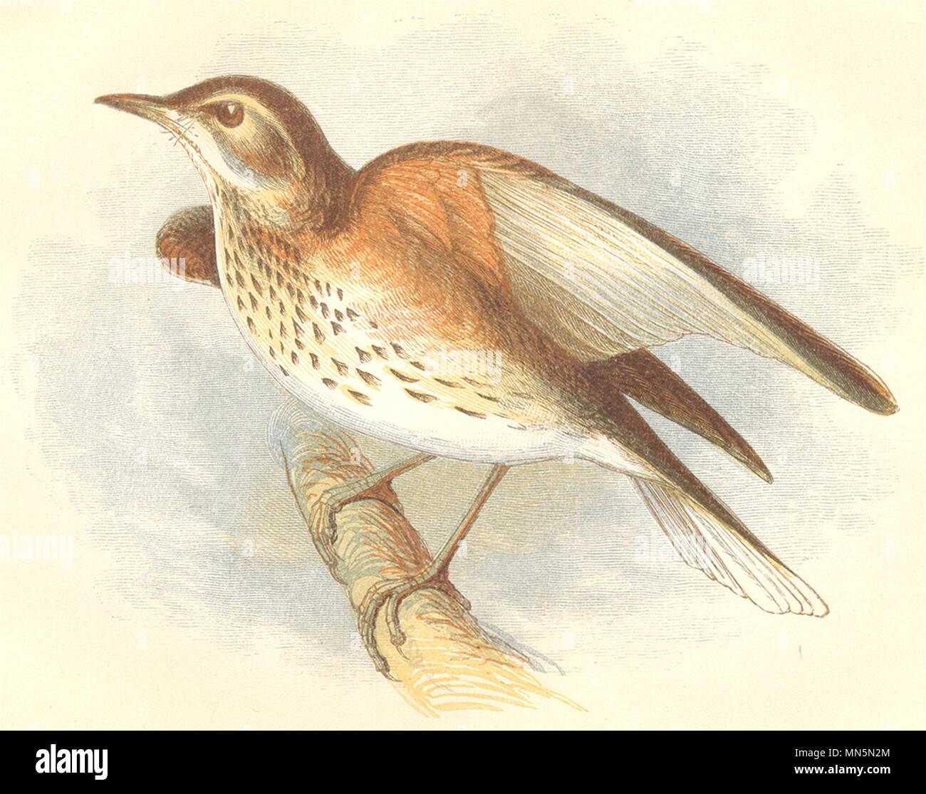 BIRDS. Redwing (Anne Pratt) 1852 old antique vintage print picture ...