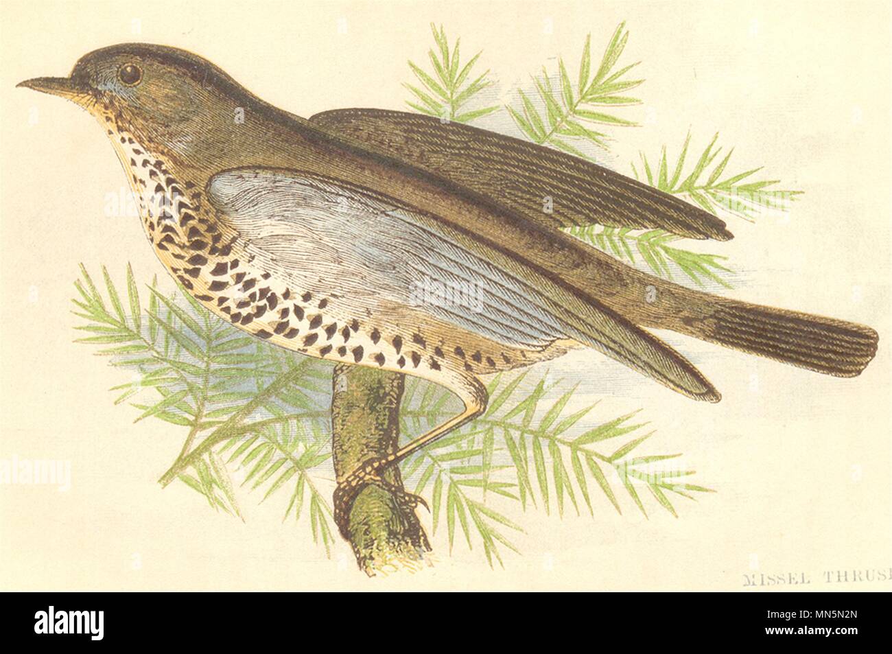 BIRDS. Missel Thrush (Anne Pratt) 1852 old antique vintage print ...