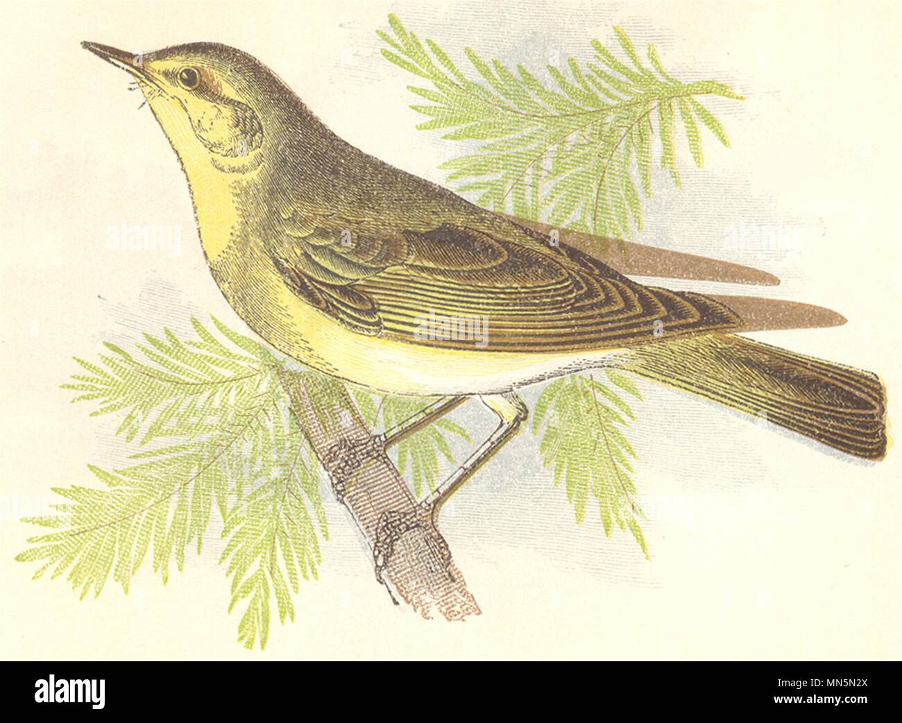 BIRDS. Wood Wren (Anne Pratt) 1852 old antique vintage print picture ...