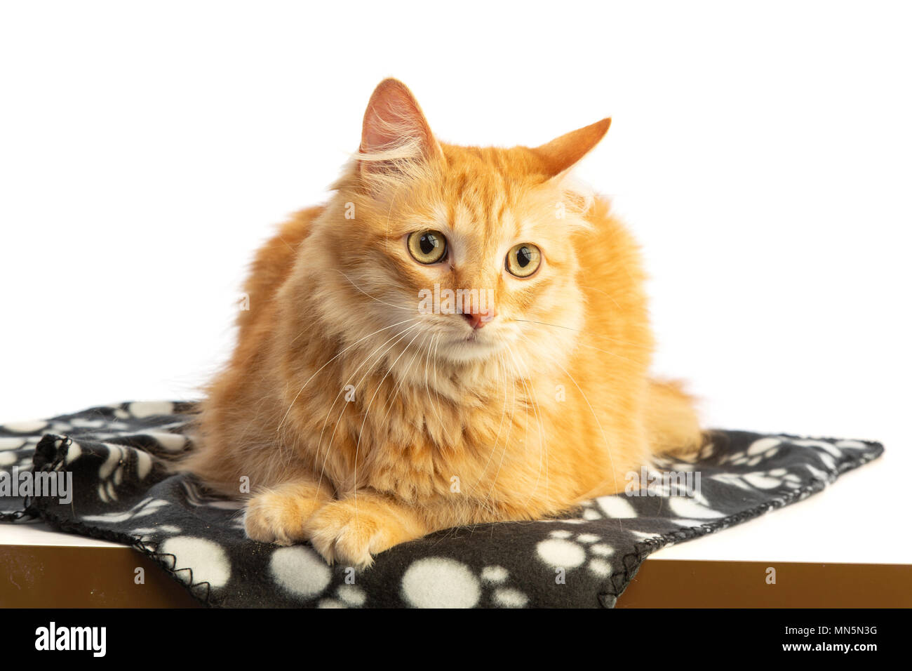 Long-haired red-haired cat looking ahead with orange eyes on a white ...