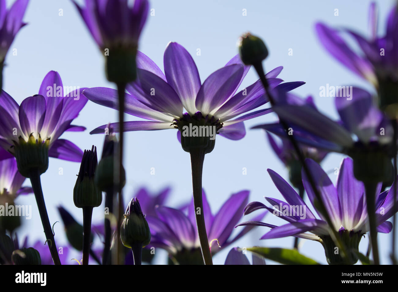 Senetti Violet Bicolor reaching for the sky Stock Photo - Alamy