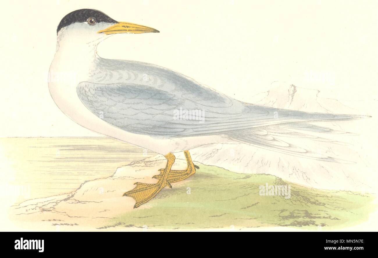 BIRDS. Common Tern. Found in Europe. USA. Asia. Africa (Morris) 1880 ...