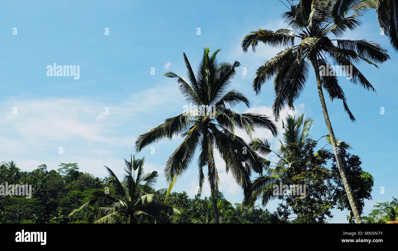 Tropical Palm Trees Stock Photo - Alamy