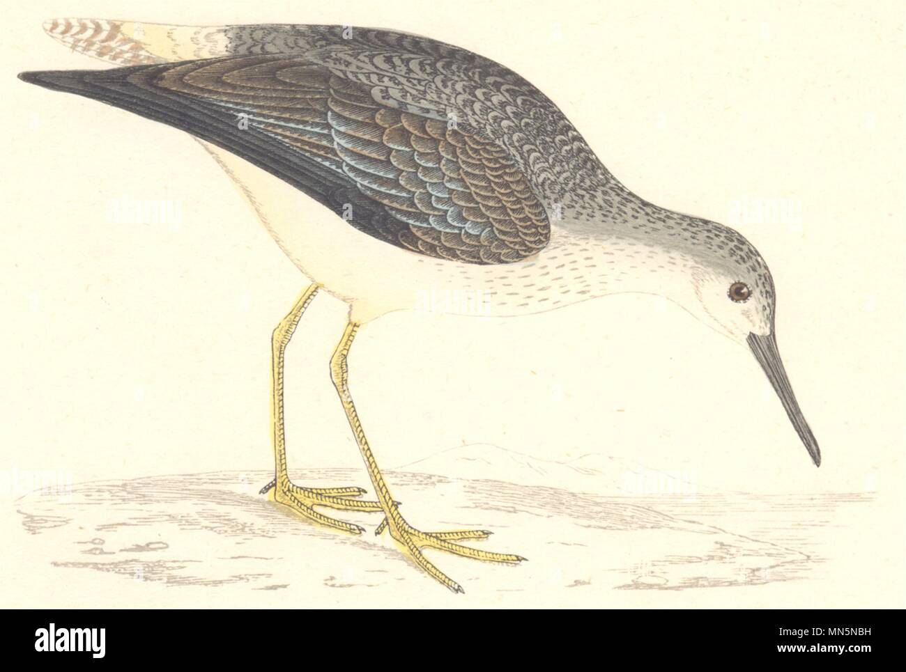 BIRDS. Yellow Shanks. Found in Europe. USA (Morris) 1880 old antique ...
