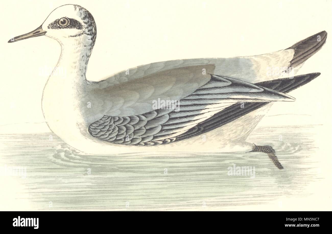BIRDS. Grey Phalarope. Found in Europe. USA. Asia (Morris) 1880 old ...