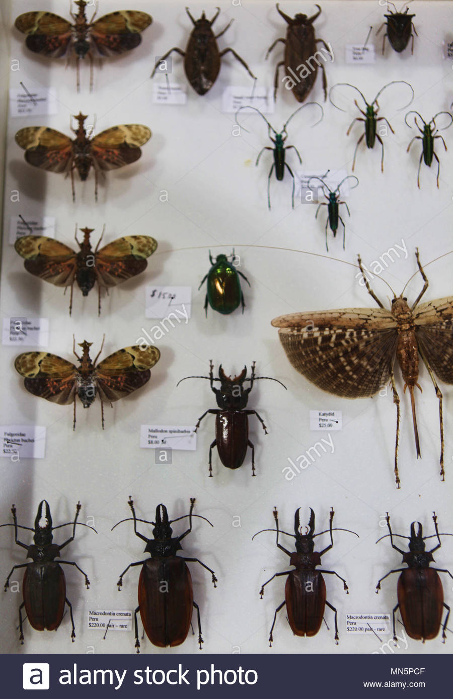 Insects For Sale High Resolution Stock Photography and Images - Alamy