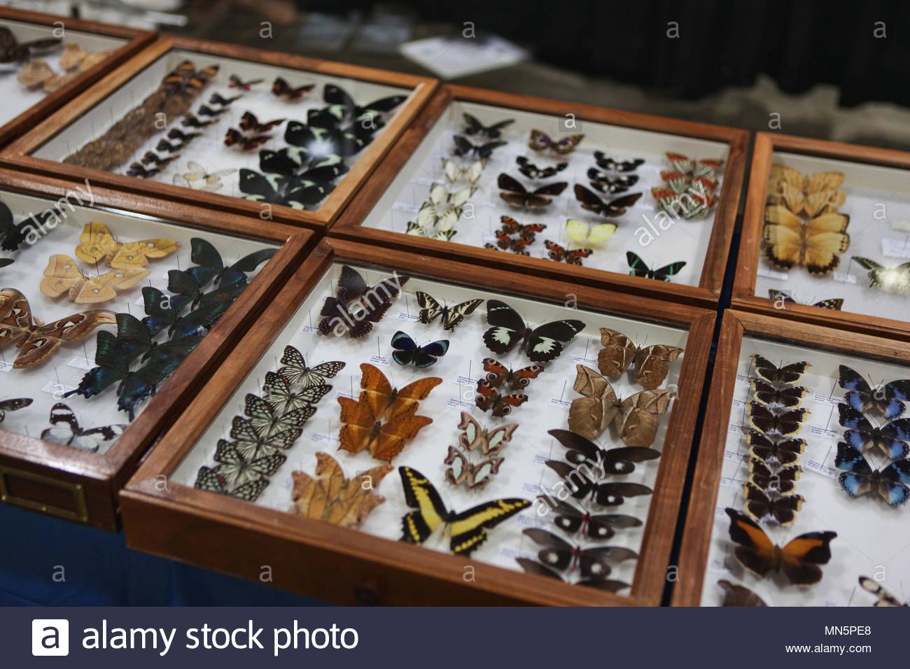 Insects For Sale High Resolution Stock Photography and Images - Alamy