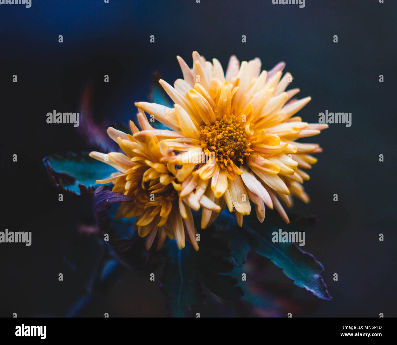 Orange garden flower hi-res stock photography and images - Alamy