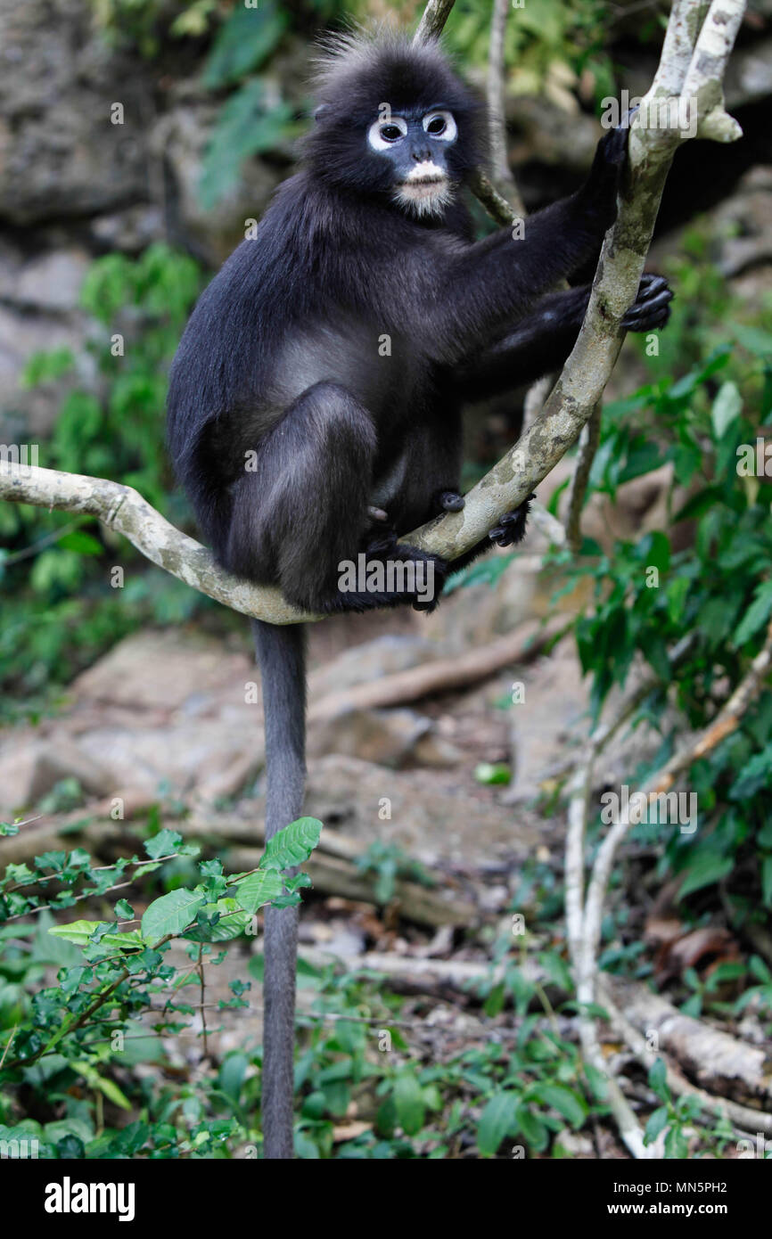 Thai primate with long tail in Monkey Island of Thailand Stock Photo ...