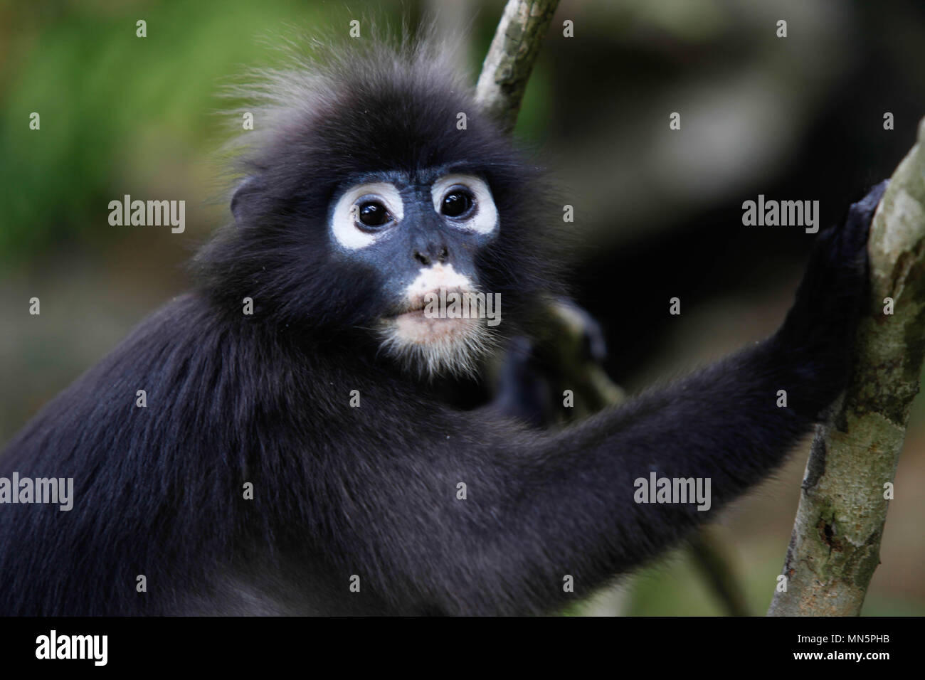 Thai black primate from Monkey Island of Thailand Stock Photo - Alamy