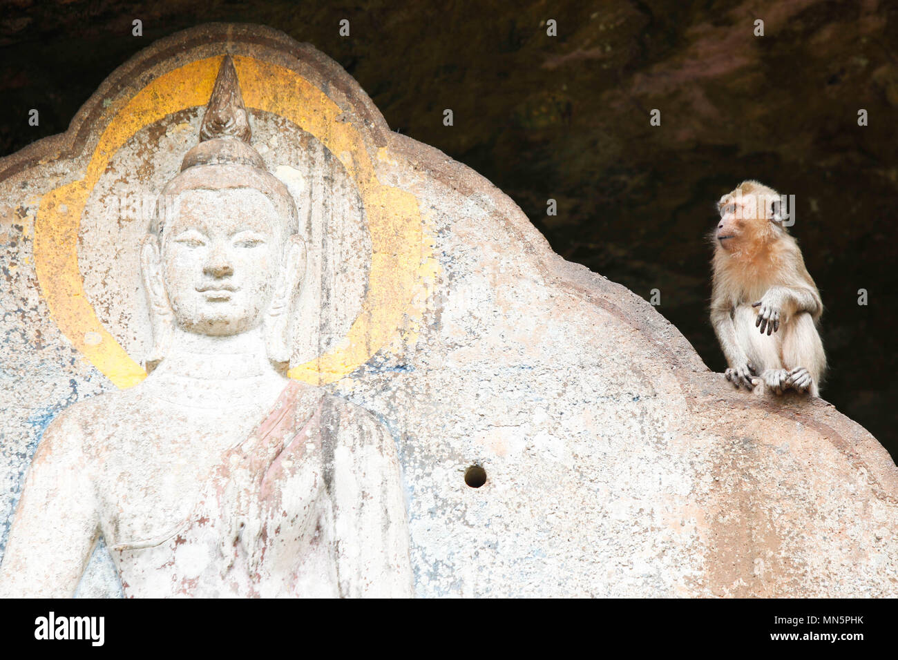 Thai monkey looking to Buddha Stock Photo - Alamy