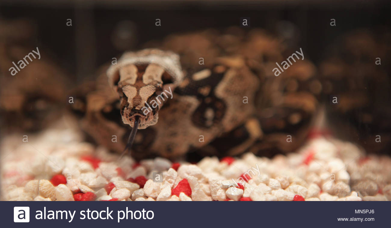Python Regius Albino High Resolution Stock Photography and Images - Alamy