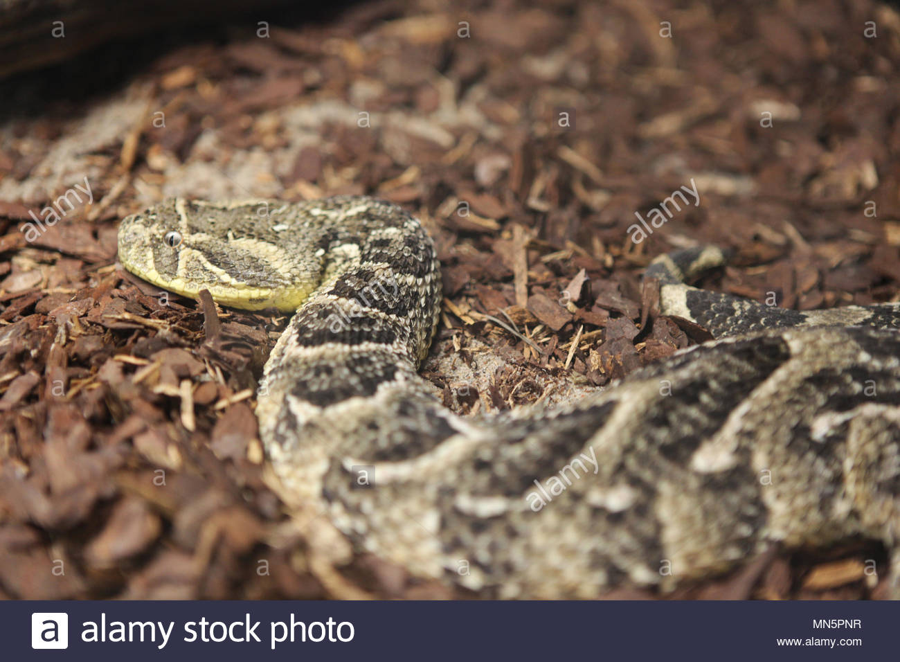 Most Dangerous Snake In Morocco High Resolution Stock Photography and ...