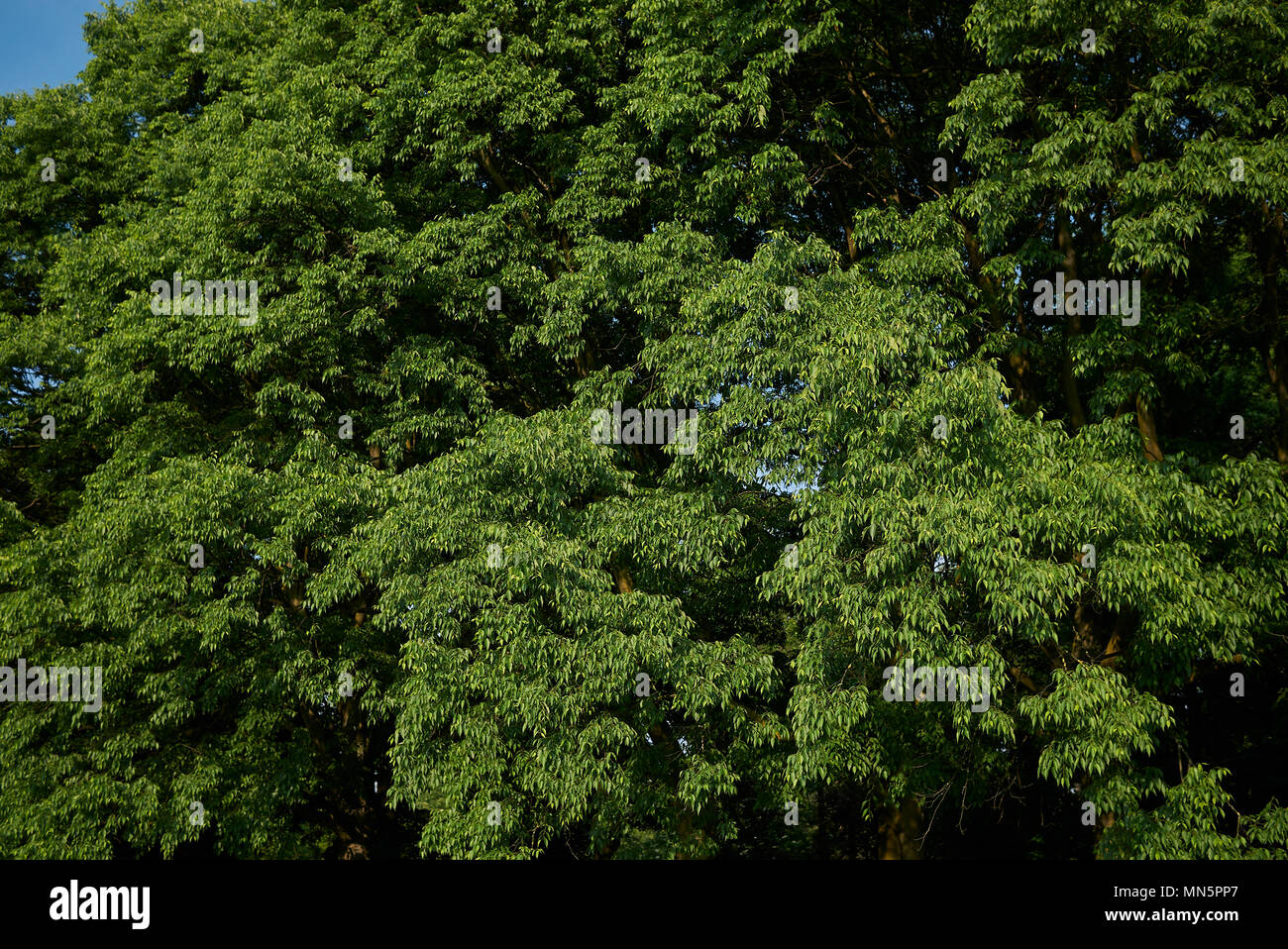Lote Tree Stock Photos & Lote Tree Stock Images - Alamy