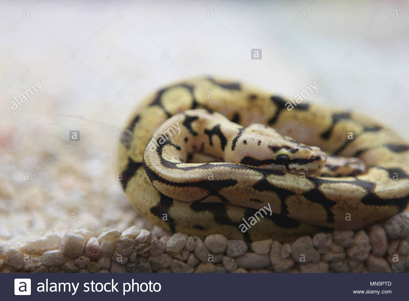 Reptile Breeders Expo High Resolution Stock Photography and Images - Alamy
