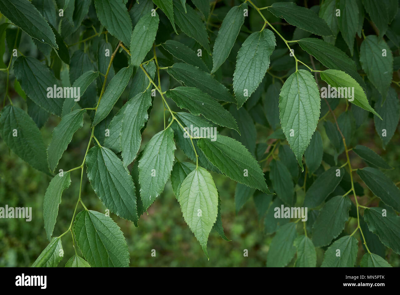 Hackberry leaves celtis australis hi-res stock photography and images ...