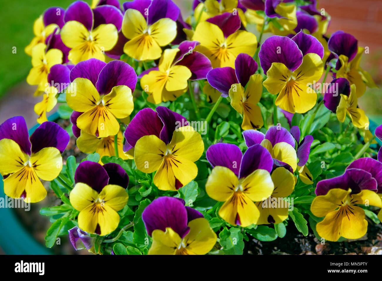 Pansie group hi-res stock photography and images - Alamy