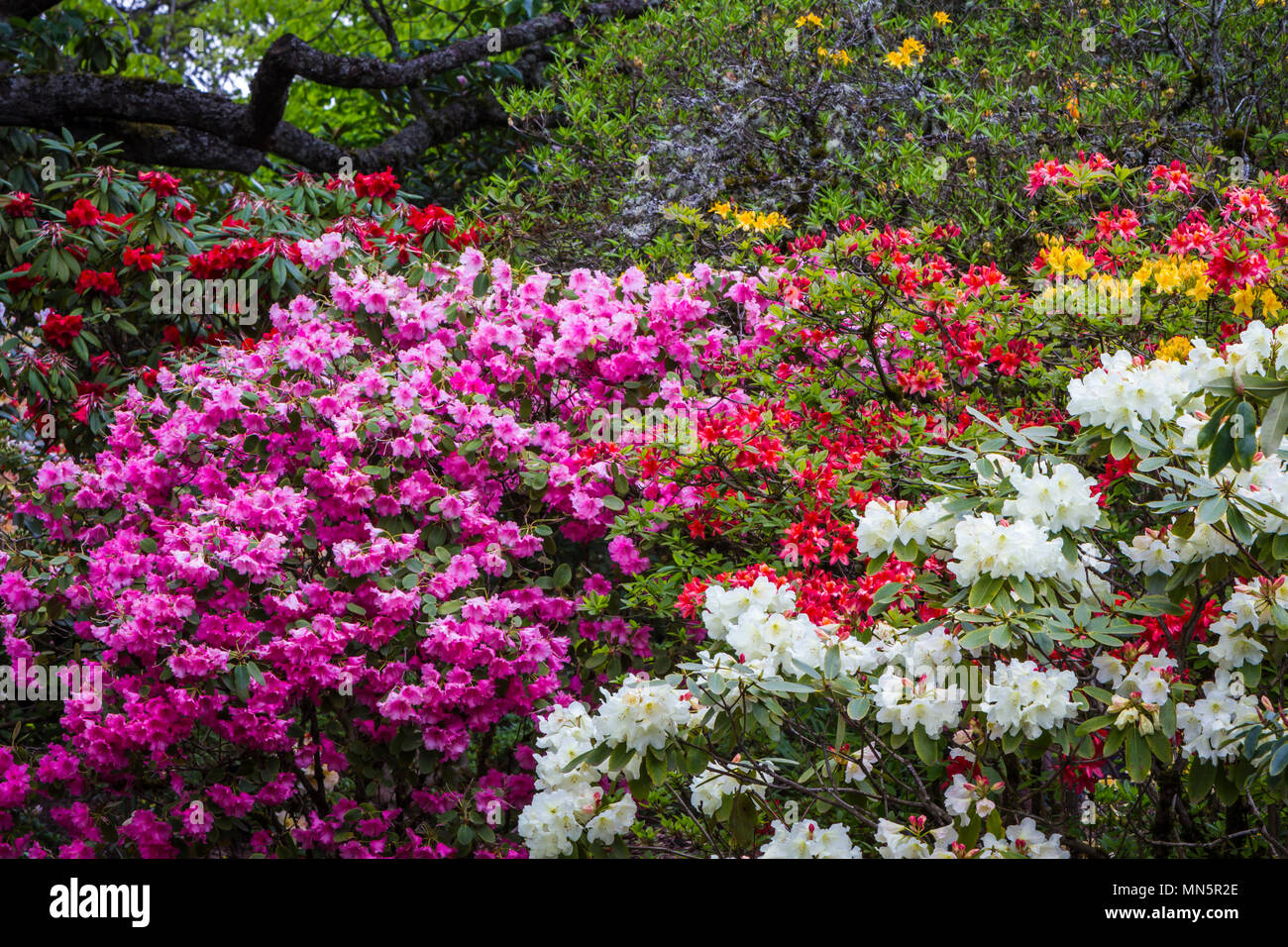 The Crystal Springs Rhododendron Gardens in Portland, Oregon, USA Stock ...