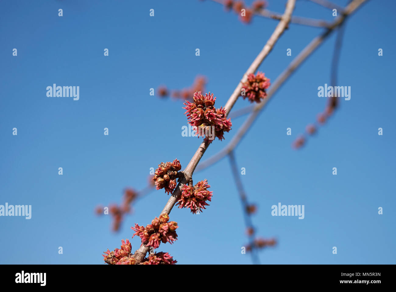 Acer saccharinum flowers Stock Photo - Alamy