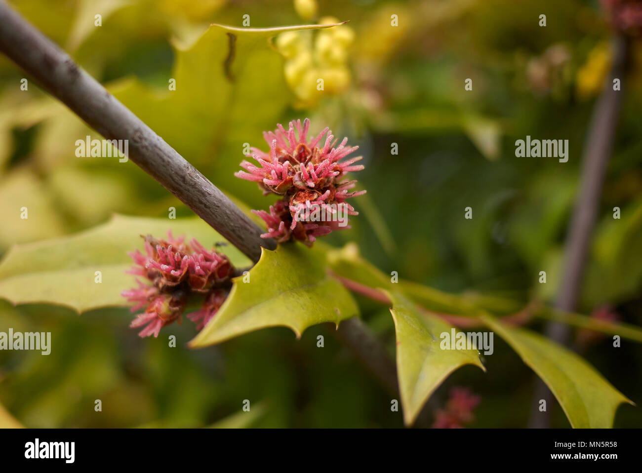 Acer saccharinum flowers Stock Photo - Alamy