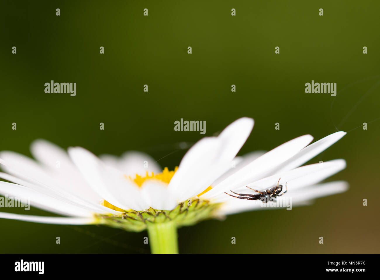 Spider hiding on flower hi-res stock photography and images - Alamy