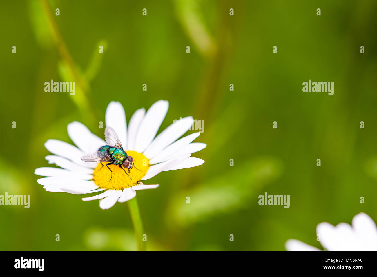 Bottle fly on daisy, macro, pollinating insects Stock Photo - Alamy