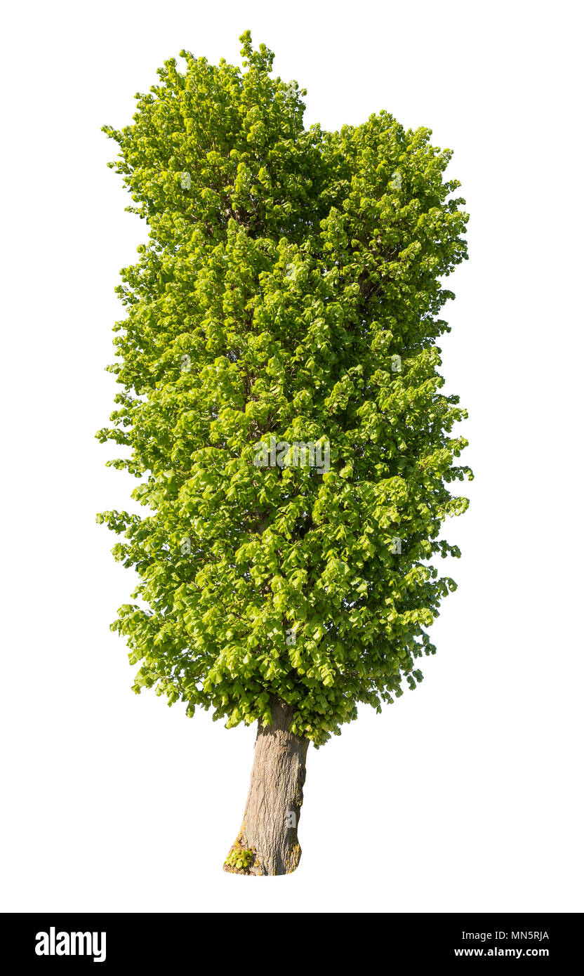Isolated green tree on pure white background Stock Photo - Alamy