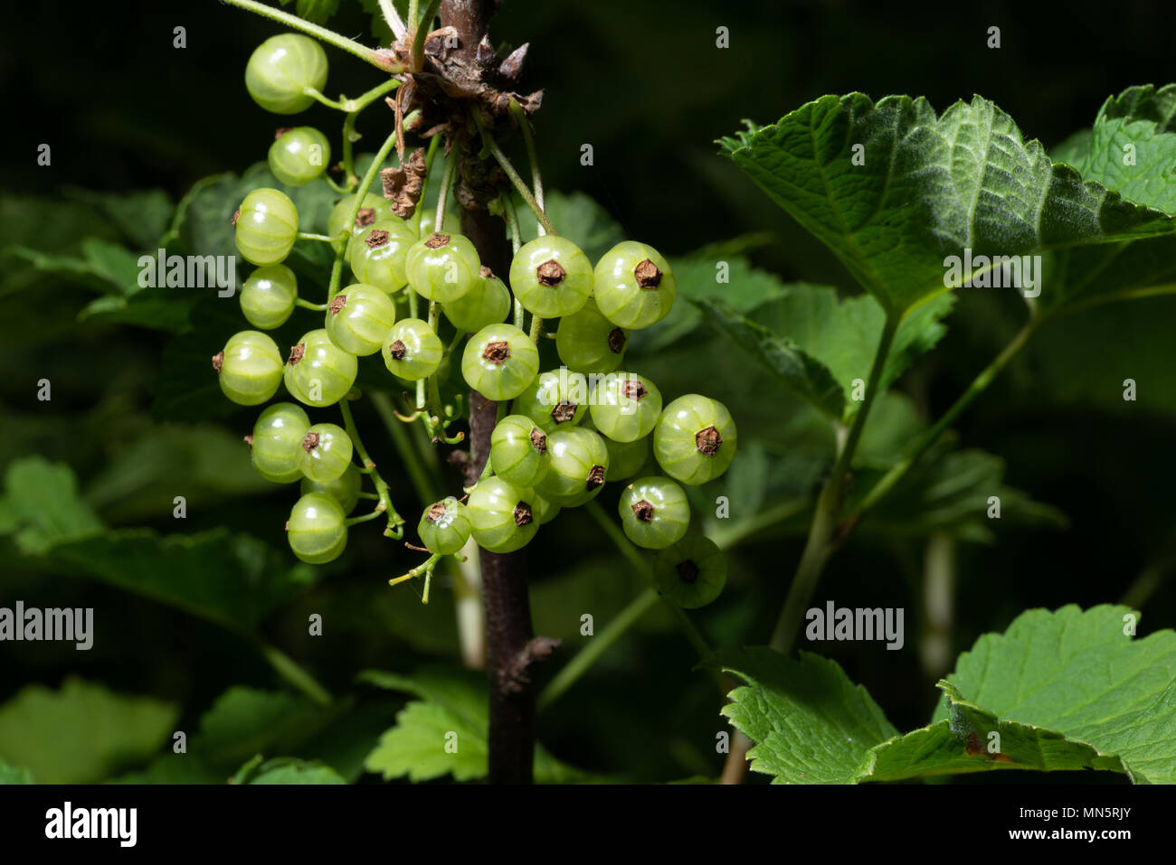 white currant, ribes rubrum, on bush, isolated on dark background Stock ...
